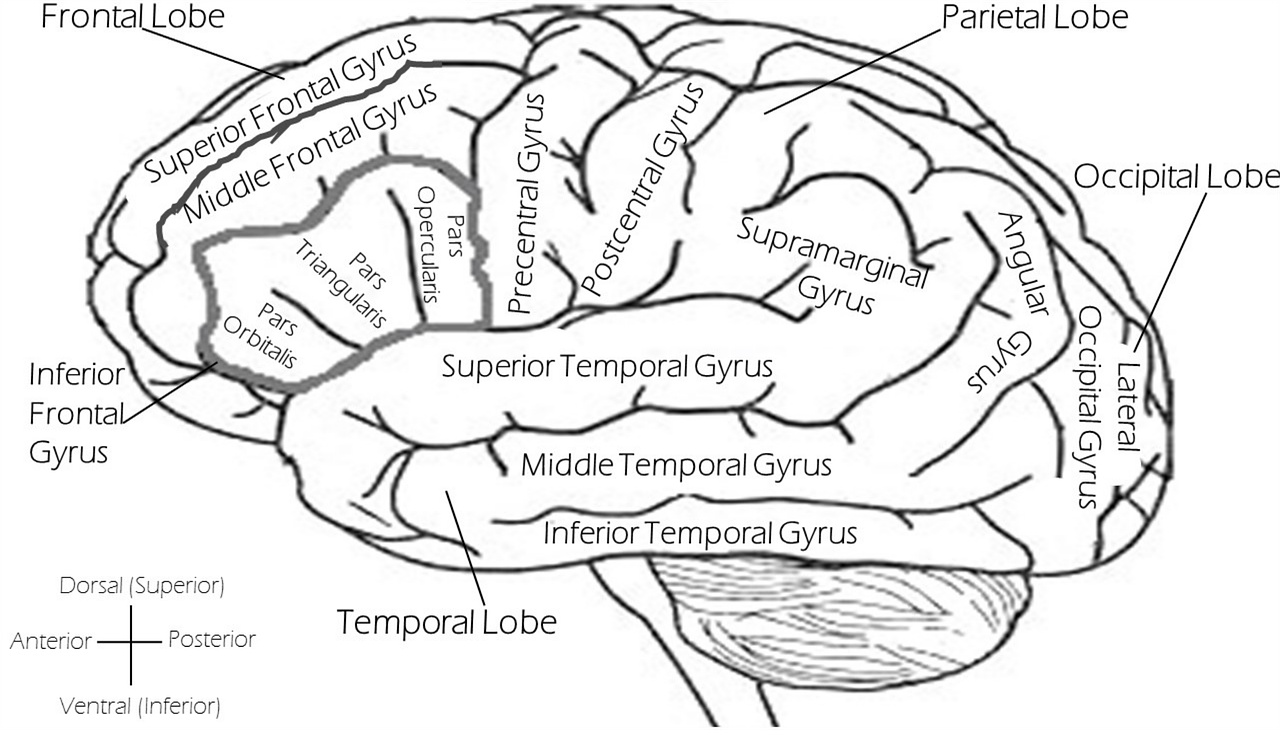 brain-sections-a-mini-review-for-elementary-school-students-aidasco